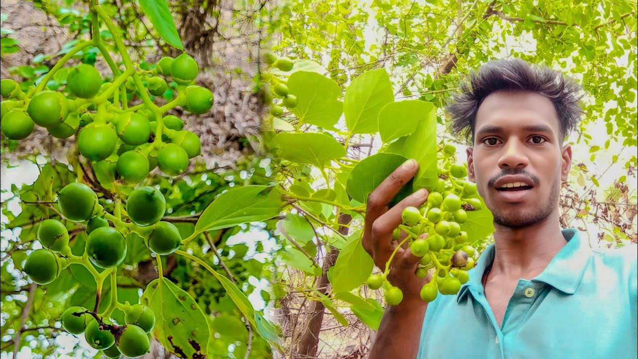 Gunda Fruits with Forest Jungle Wild Life Adventure - YouTube