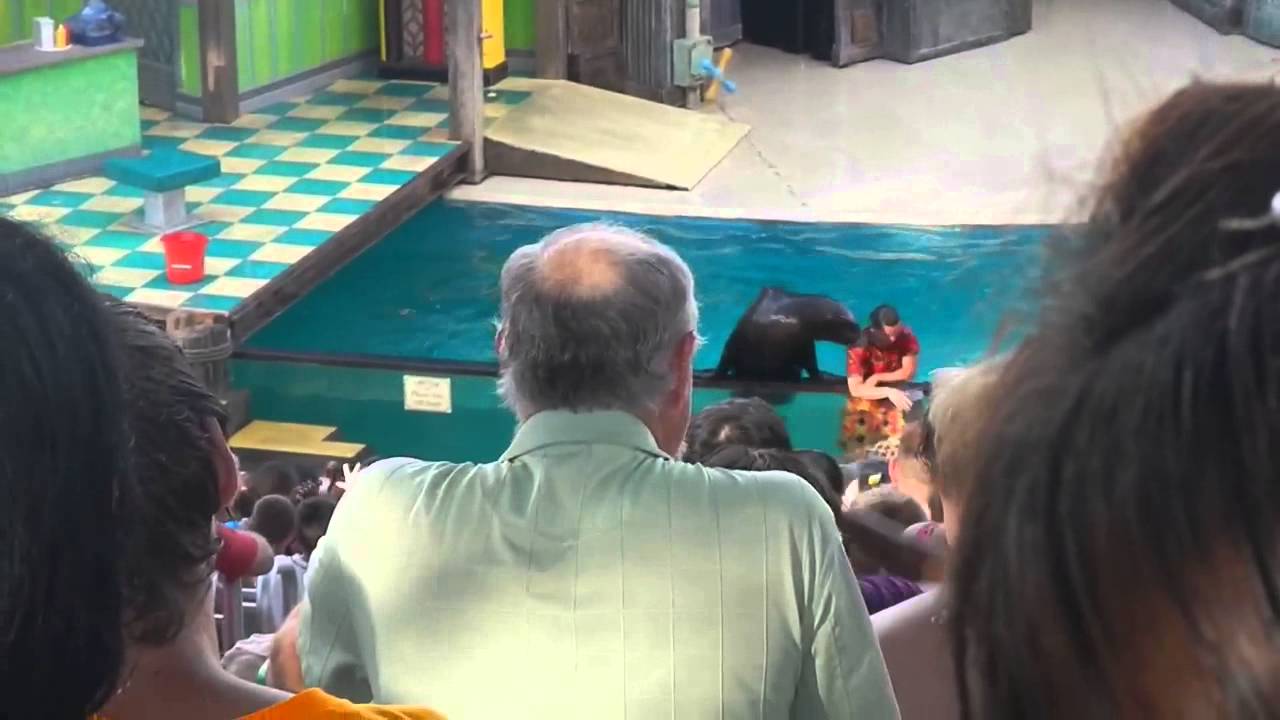 Azul Segment - Sea Lions Tonite at Seaworld San Antonio - (7/20/13 ...