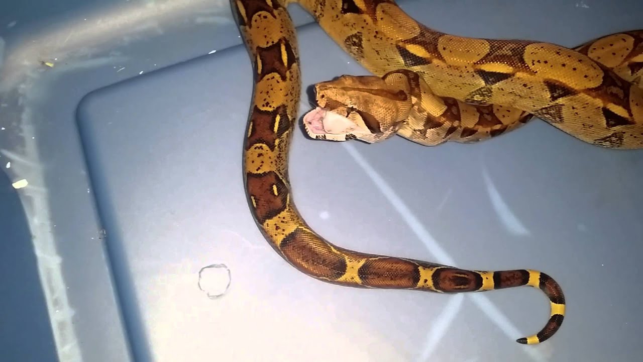 Boa Eats Mice Backwards - YouTube