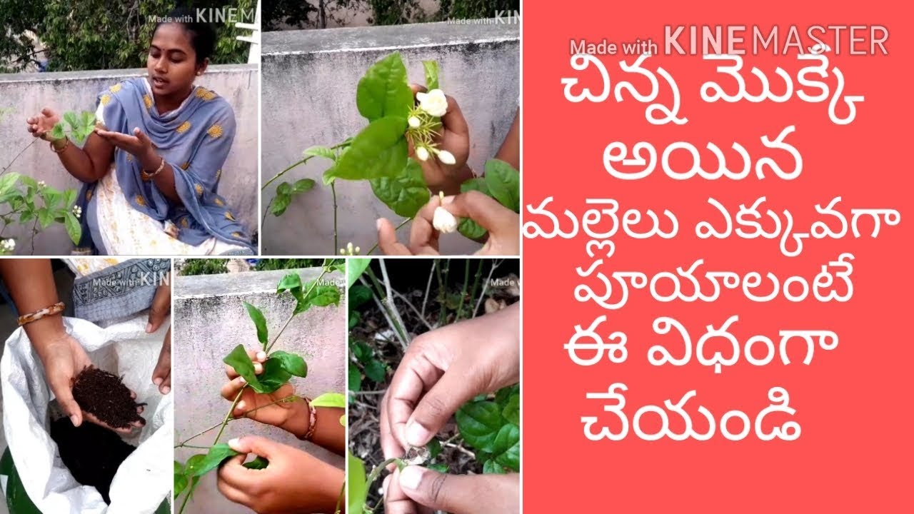How To Get More Blooms In Small Jasmine Plant YouTube How To Get More Blooms In Small Jasmine Plant YouTube