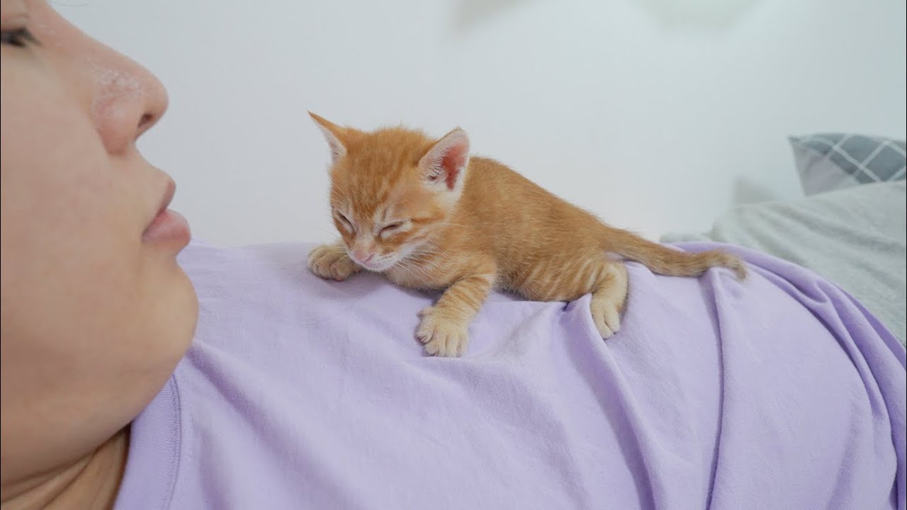 Baby kitten that comes to me and sleeps when I call him - YouTube