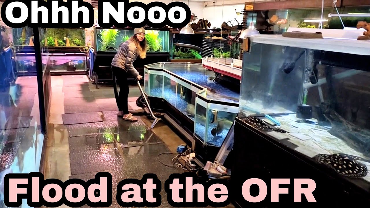4K HUGE FLOOD in fishroom and moving the BIGGEST KOI we own - YouTube