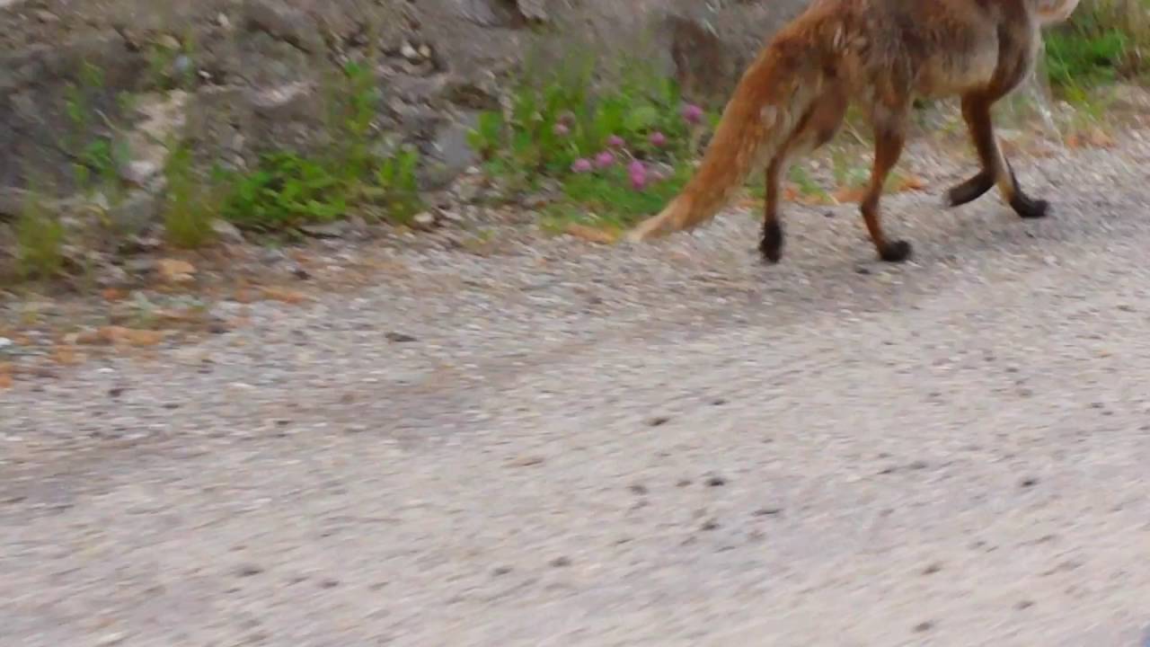 O vulpe flamanda.... - YouTube