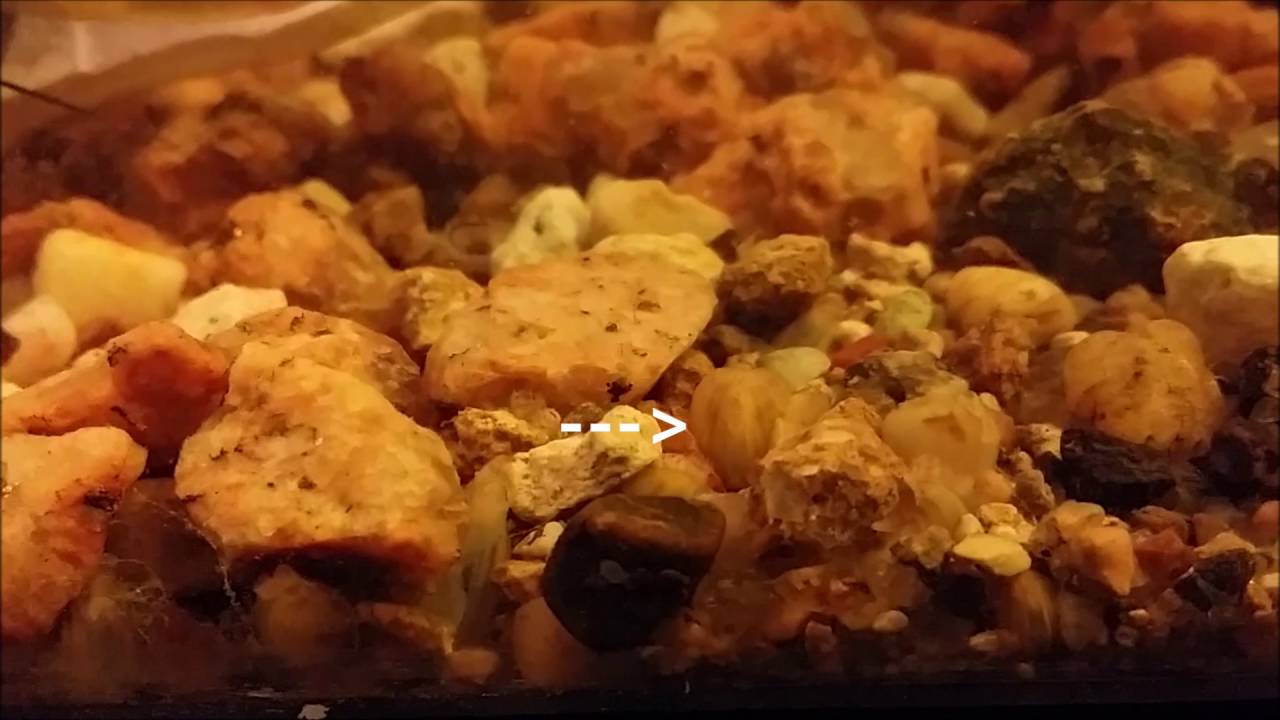 moving and breathing small clams in my fish tank - YouTube