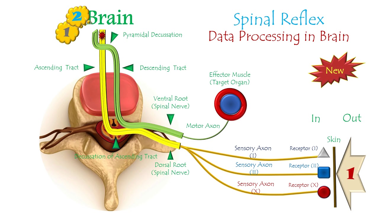 Clonus 1, First Hypothesis of Pathophysiology - YouTube