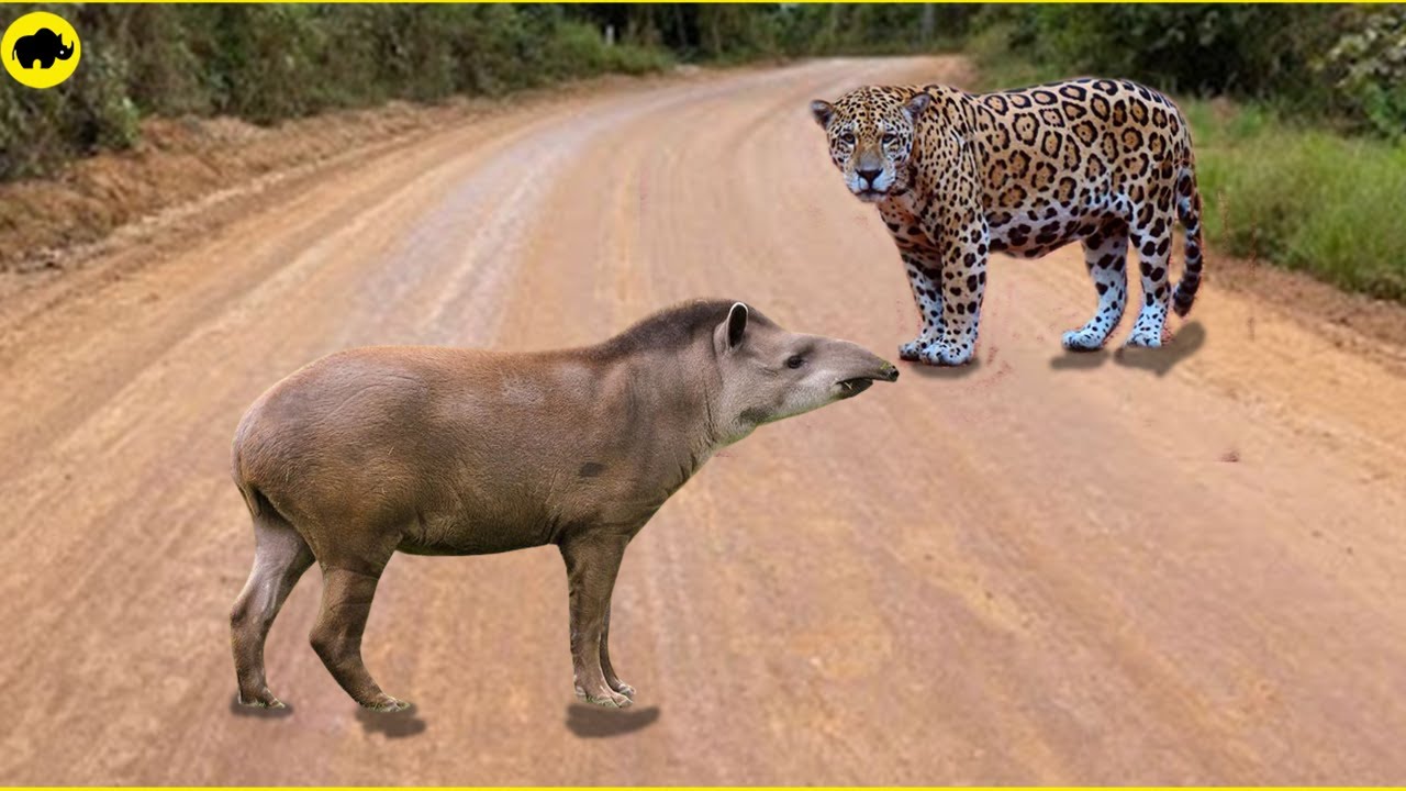 ONÇA ATACANDO ANTA DO BRASIL CENAS INÉDITAS - YouTube