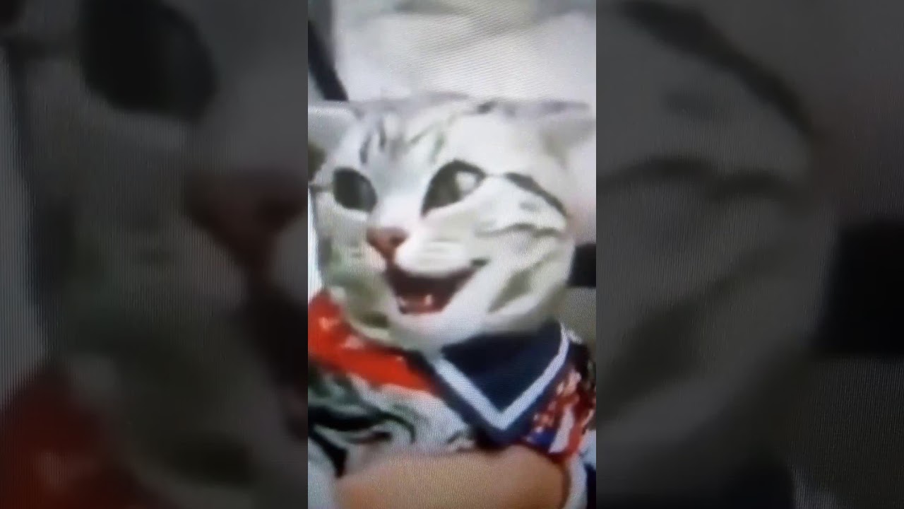 Galit Ang pusa - YouTube