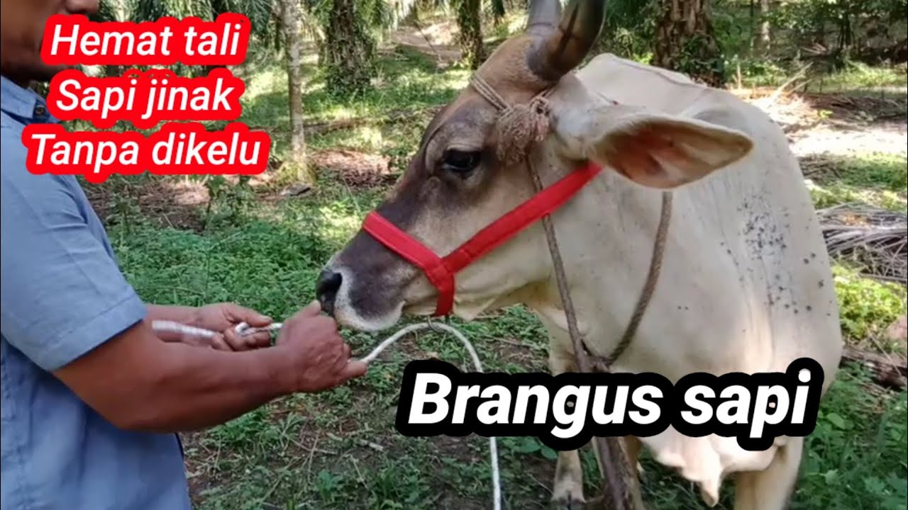 Brangus sapi, sapi jadi jinak dan hemat tali - YouTube