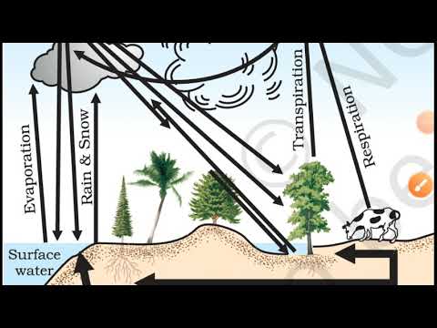 Water cycle - Class 9 - YouTube