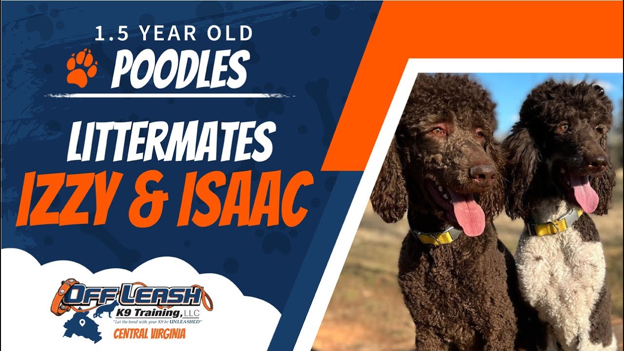1.5 Y/O Littermates Izzy & Isaac | Poodles | Best Dog Trainers Virginia ...