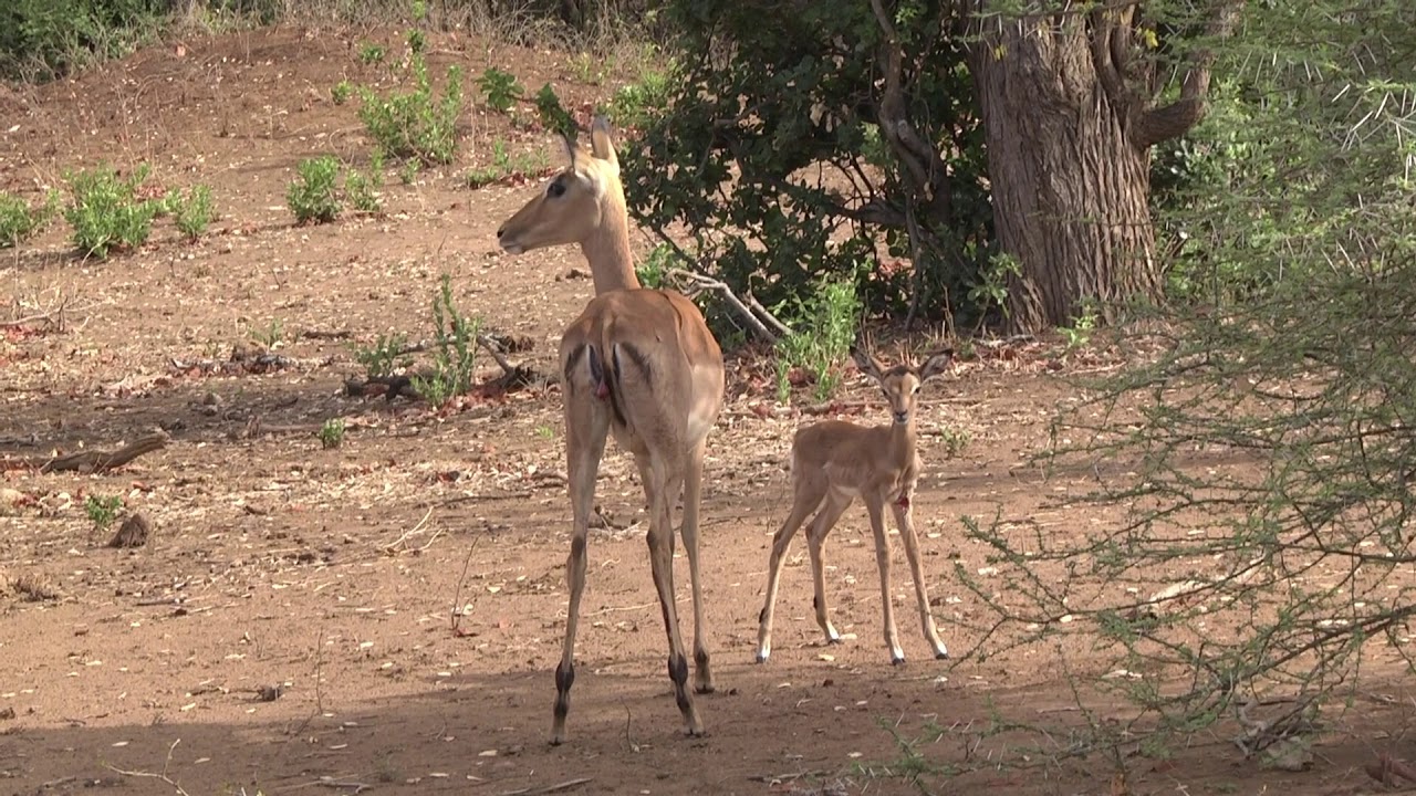 Mother Impala standing quietly with her newborn lamb - YouTube