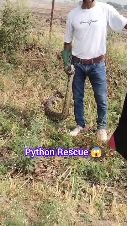 Python Rescue in Village 😱 #shorts #python #rescue #uttarakhand # ...
