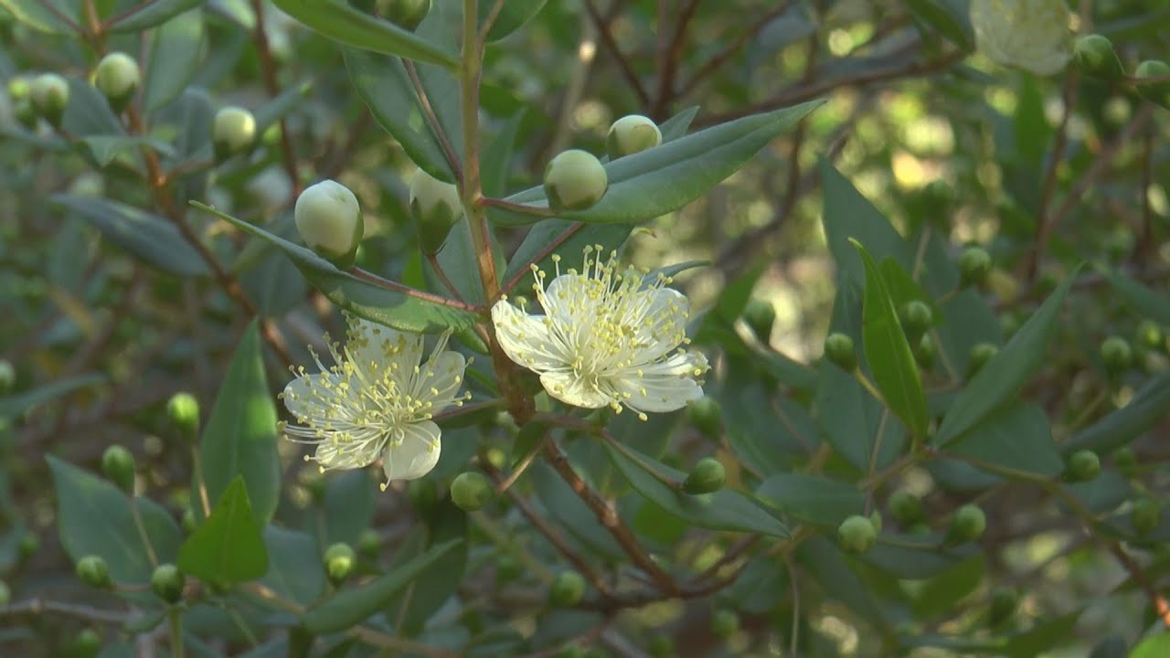 Fiori di Mirto - Myrtle Flowers - YouTube