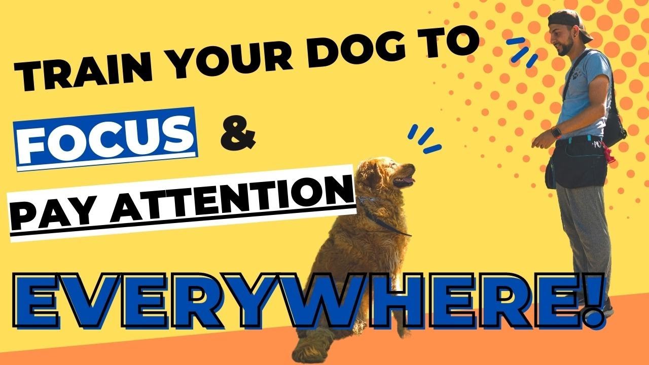 How To Teach Your Dog To focus In 7 Easy Steps (No Mater The ...