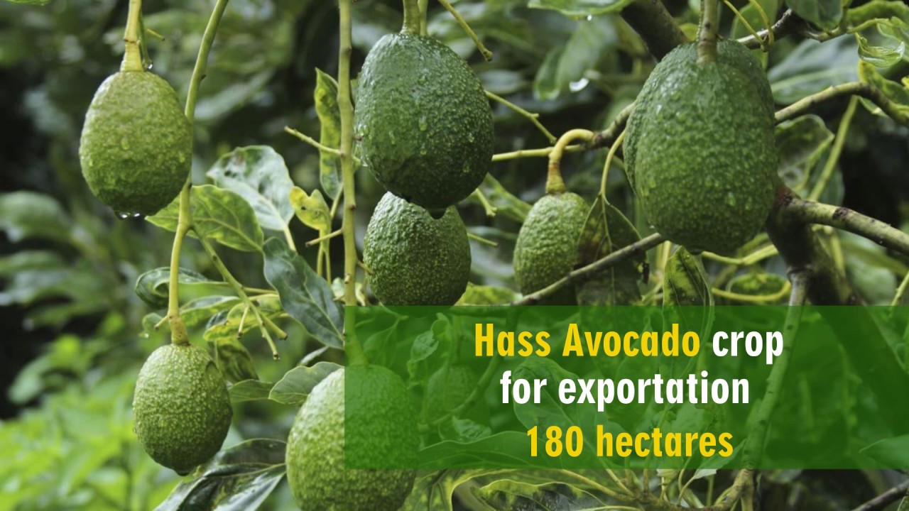 Mogotes Santander Agricultural Project - Las Paginas Amarillas de ...