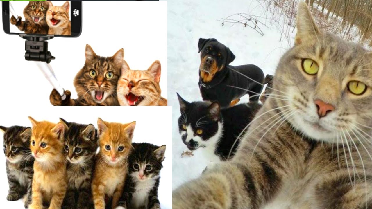 CHIROYLI 😍 UY HAYVONLARI 😅 - YouTube