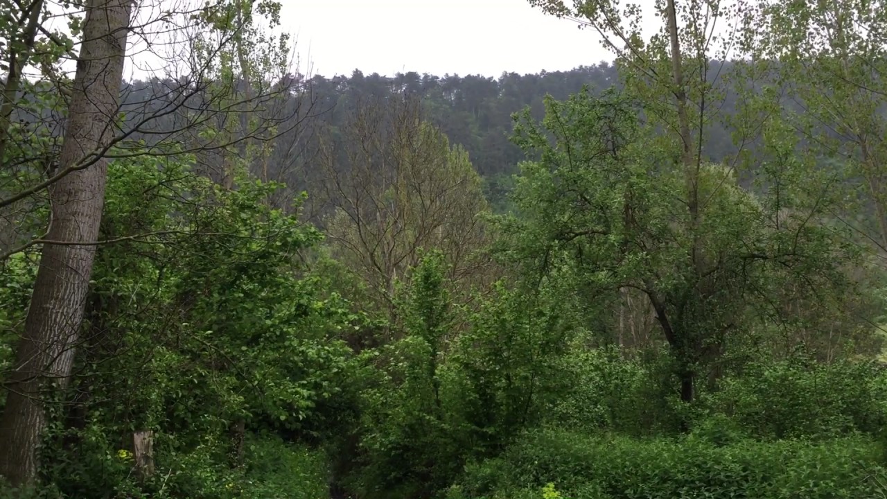 Doğa-Sakarya - YouTube