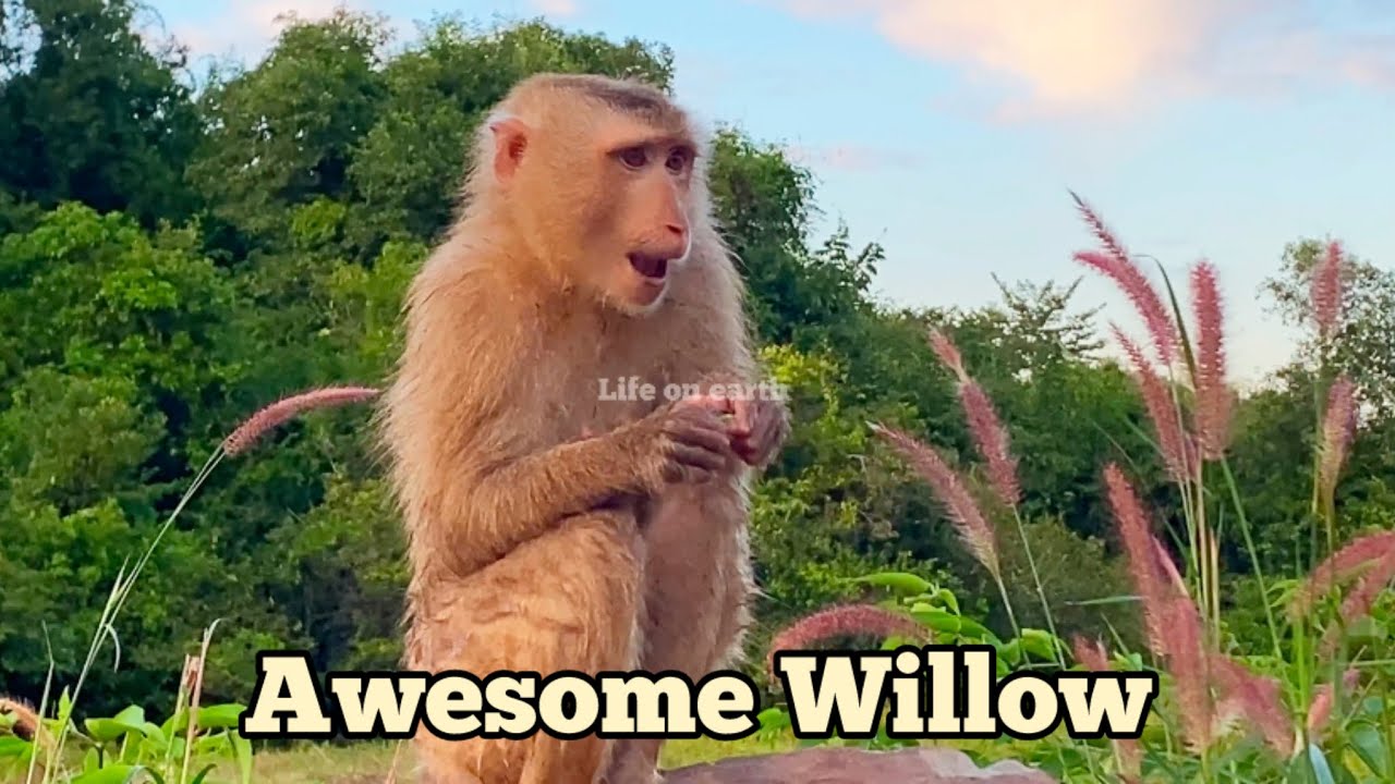 Willow looks healthy and happy with everything here . - YouTube