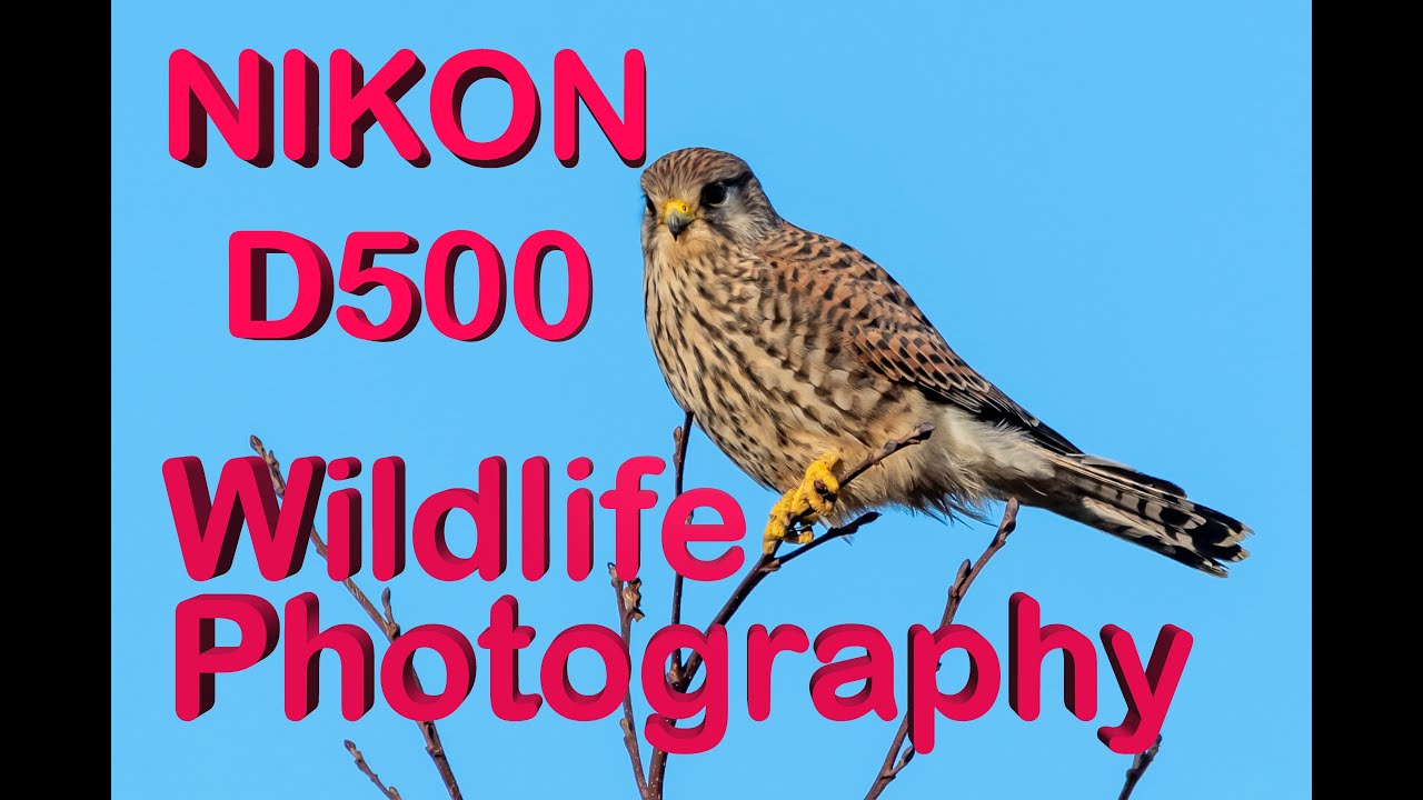 Wildlife Photography with the Nikon D500 and Sigma 600mm lens - YouTube