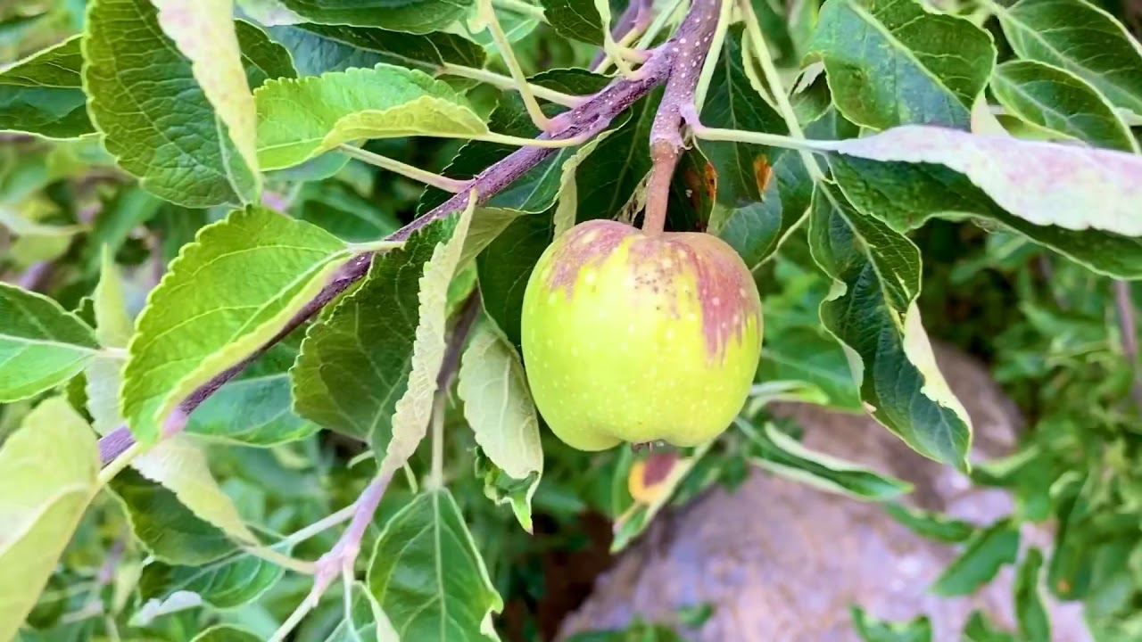 My backyard and fruit trees - YouTube