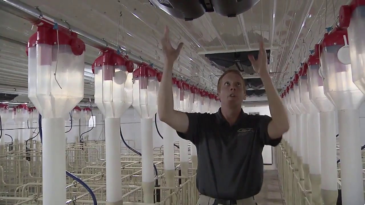 Inside A Pig Barn - All About Ventilation - YouTube