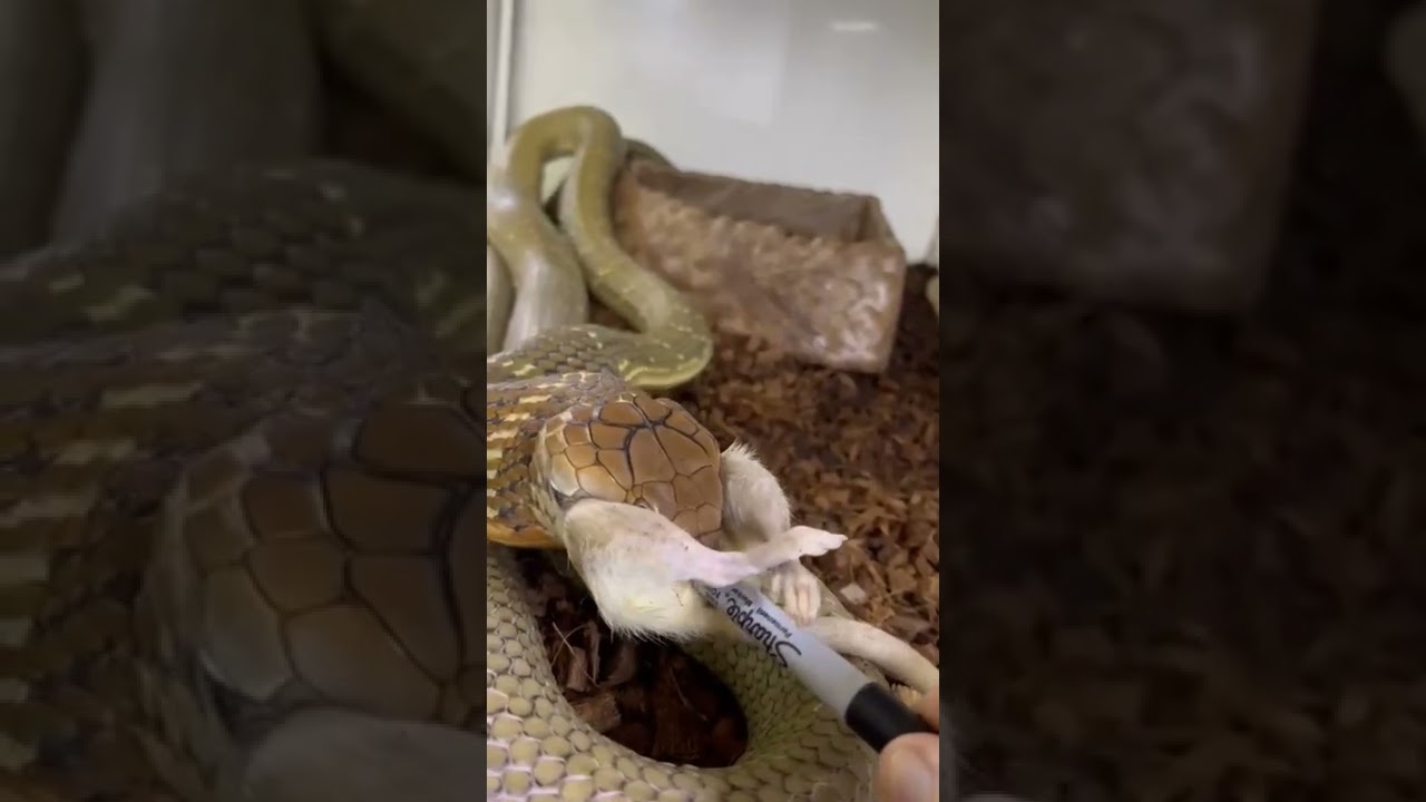 Helping this King cobra swallow this rodent. - YouTube