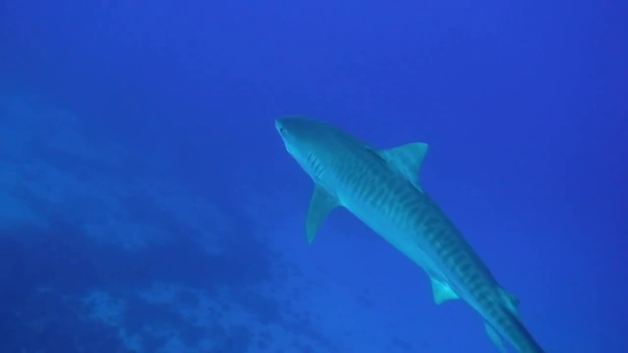 SCUBA diving with Tiger Shark in Maui, Hawaii - YouTube