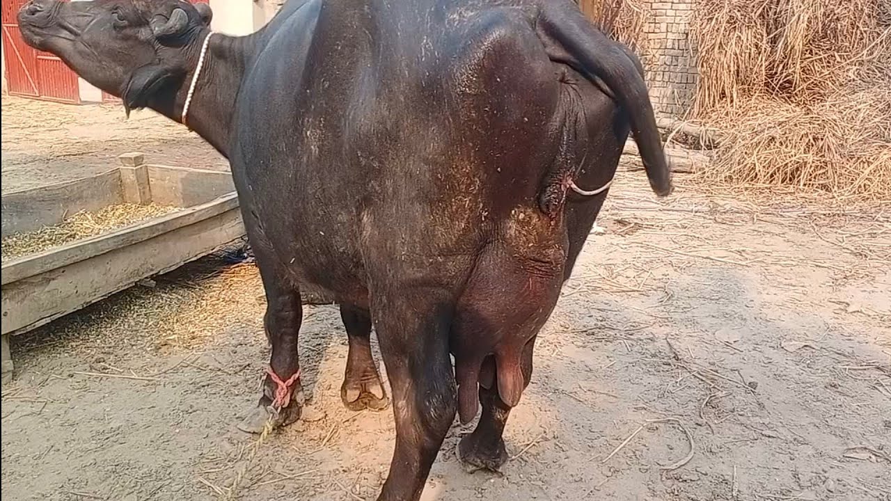 Watch pure neeli buffalo for sale on arifwala 03006537323 -26-09-2024 ...