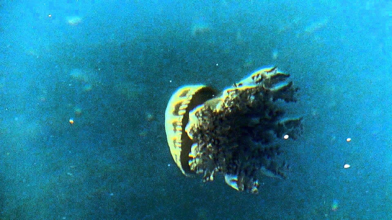 Medusa Cassiopea Andromeda alla Cala di Palermo - YouTube