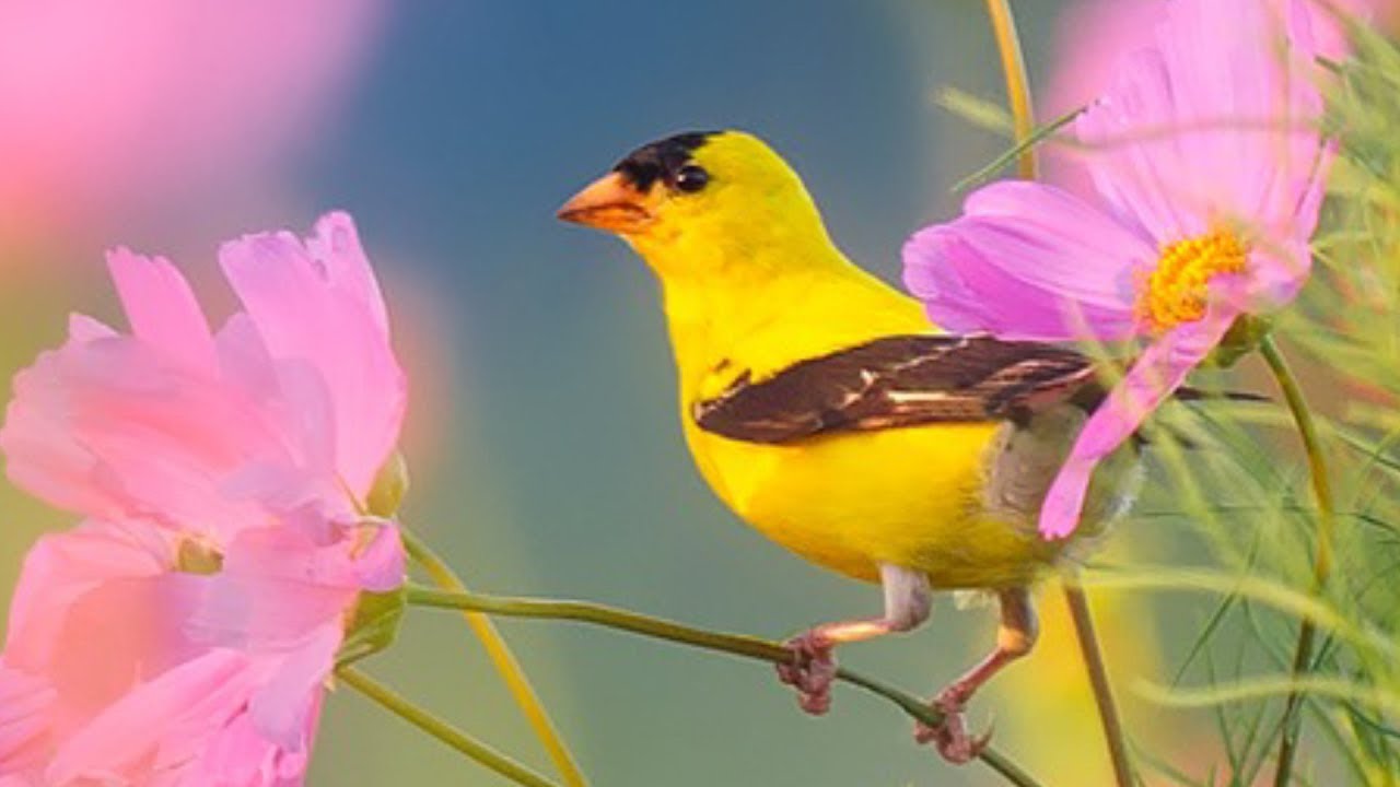 Peaceful Relaxing Instrumental Music, Soft Meditation Music, "Summer ...