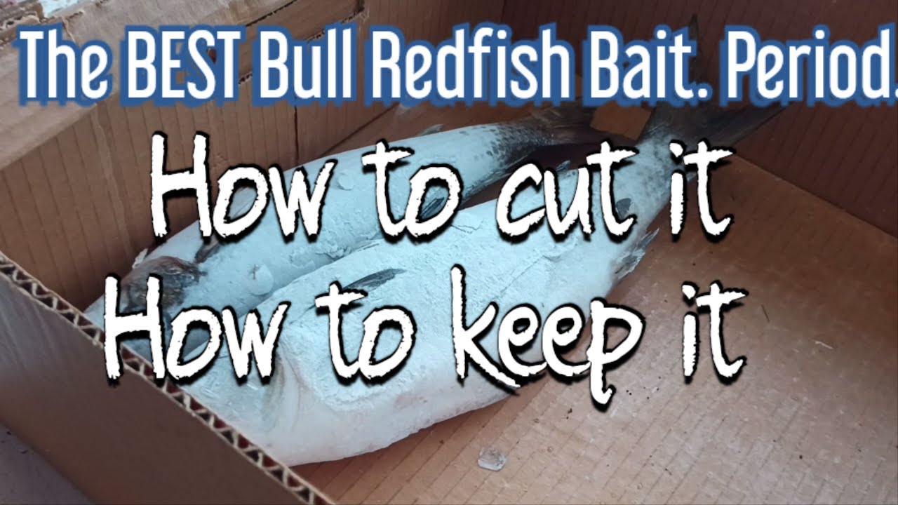 Revealing the Ultimate Bull Redfish Bait: The Unbeatable Choice - YouTube