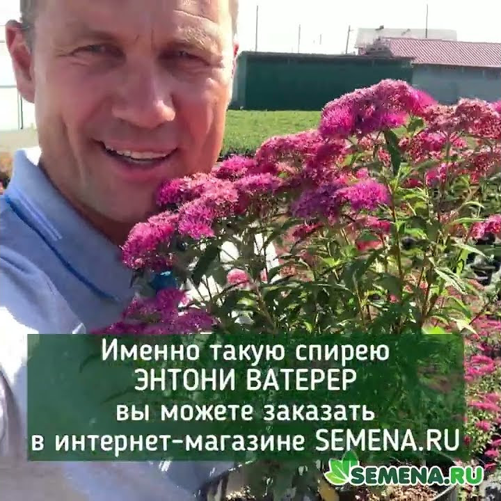 Спирея Энтони Ватерер - YouTube