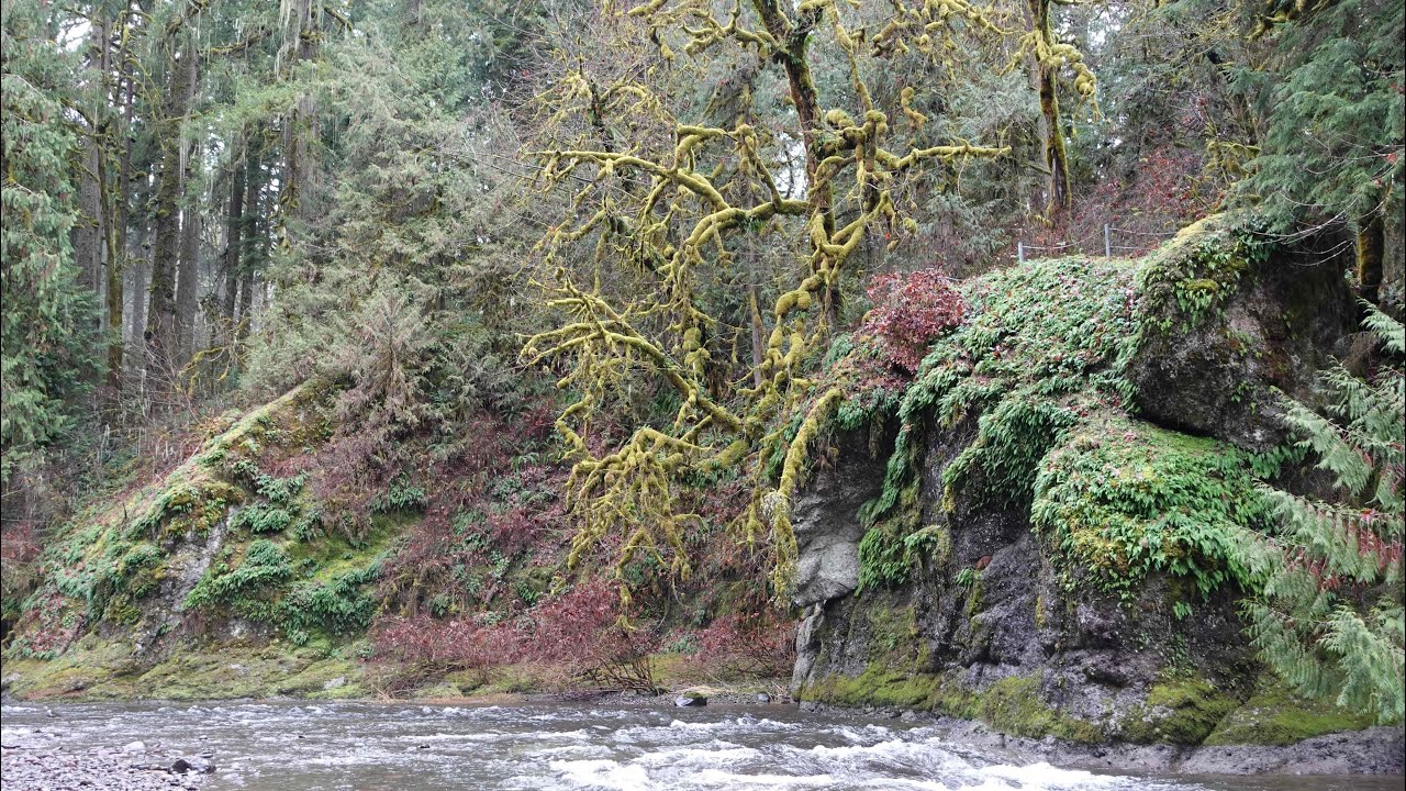 Scouting for New Steelhead Water - Oregon Small River Relaxing Calm ...