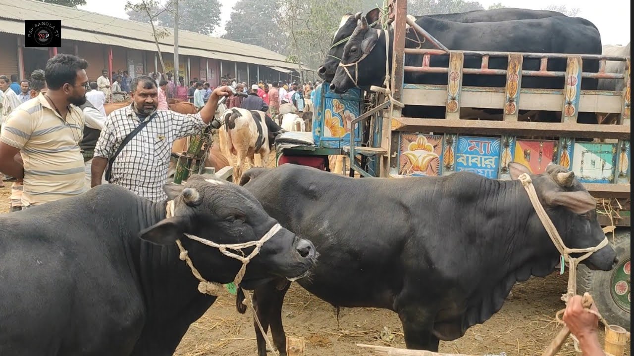 @২১/২/২৩| নাঃগঞ্জের ব্যবসায়ীর কেনা গরু নিয়ে কি বললেন তুহিন ভাই সহ ...
