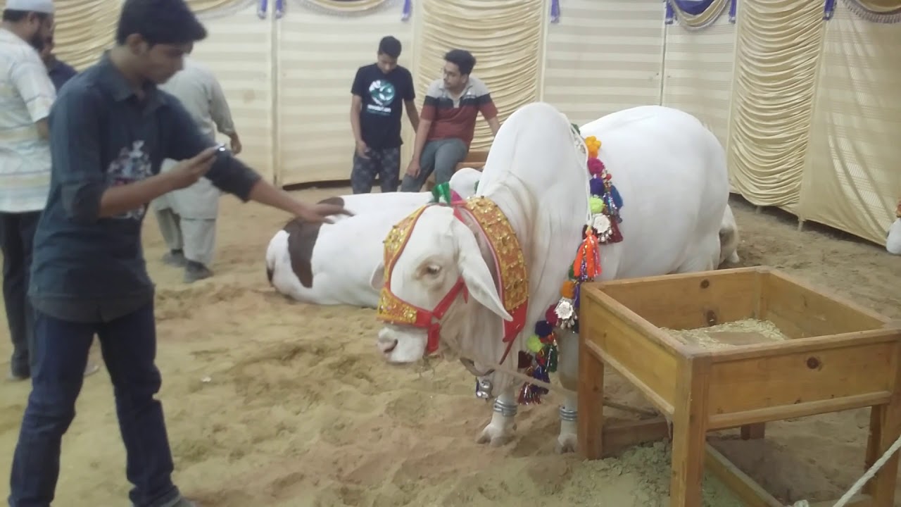 Dilpasand Cattle farm 13 August 2017 part 1 - YouTube