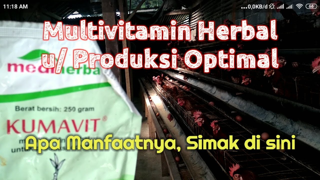 Apa itu Multivitamin Kumavit || Manfaat untuk Ayam Petelur - YouTube