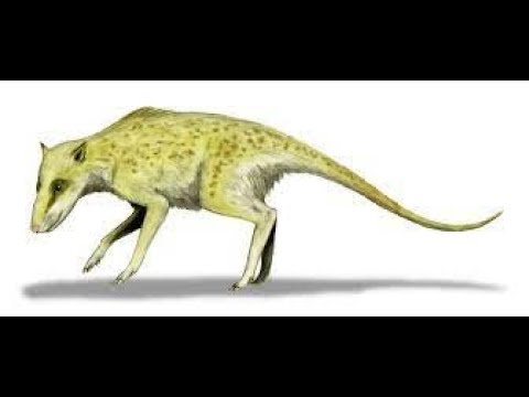 Tribute to indohyus - YouTube