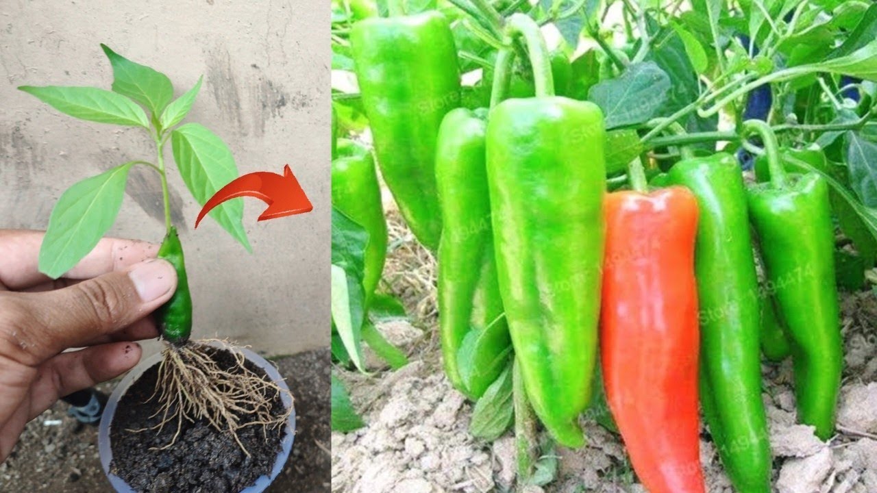 New skills! Growing a grow chili trees from chili fruit in pot - YouTube