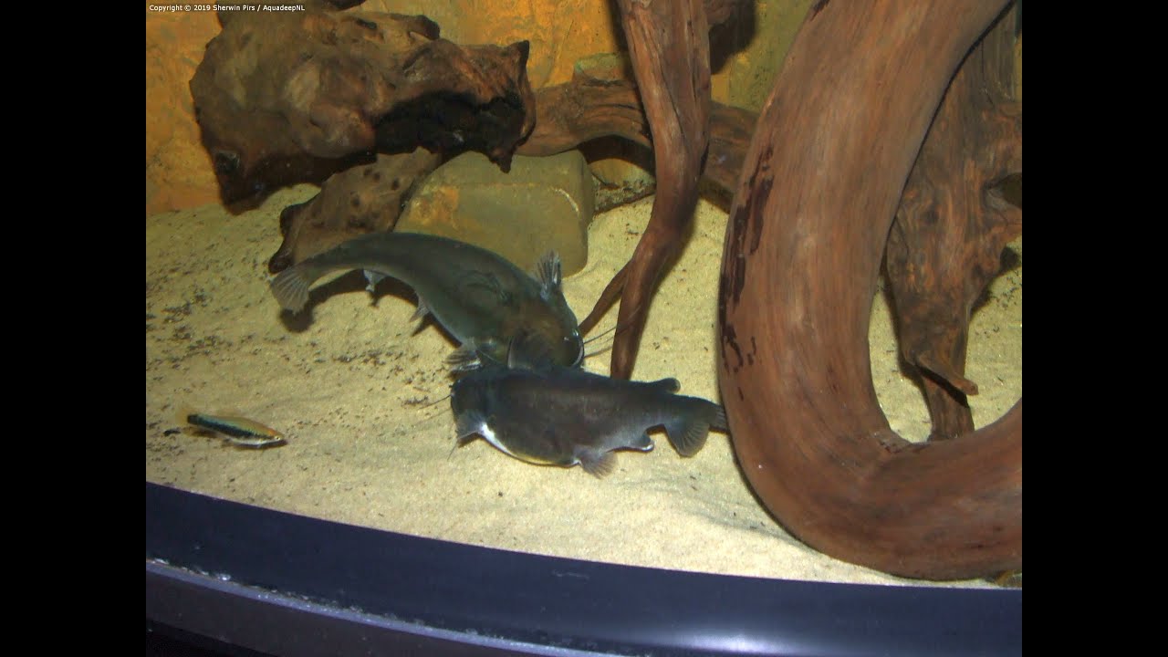 Asterophysus batrachus 'unusual behaviors' (Gulper catfish) (part 1 ...