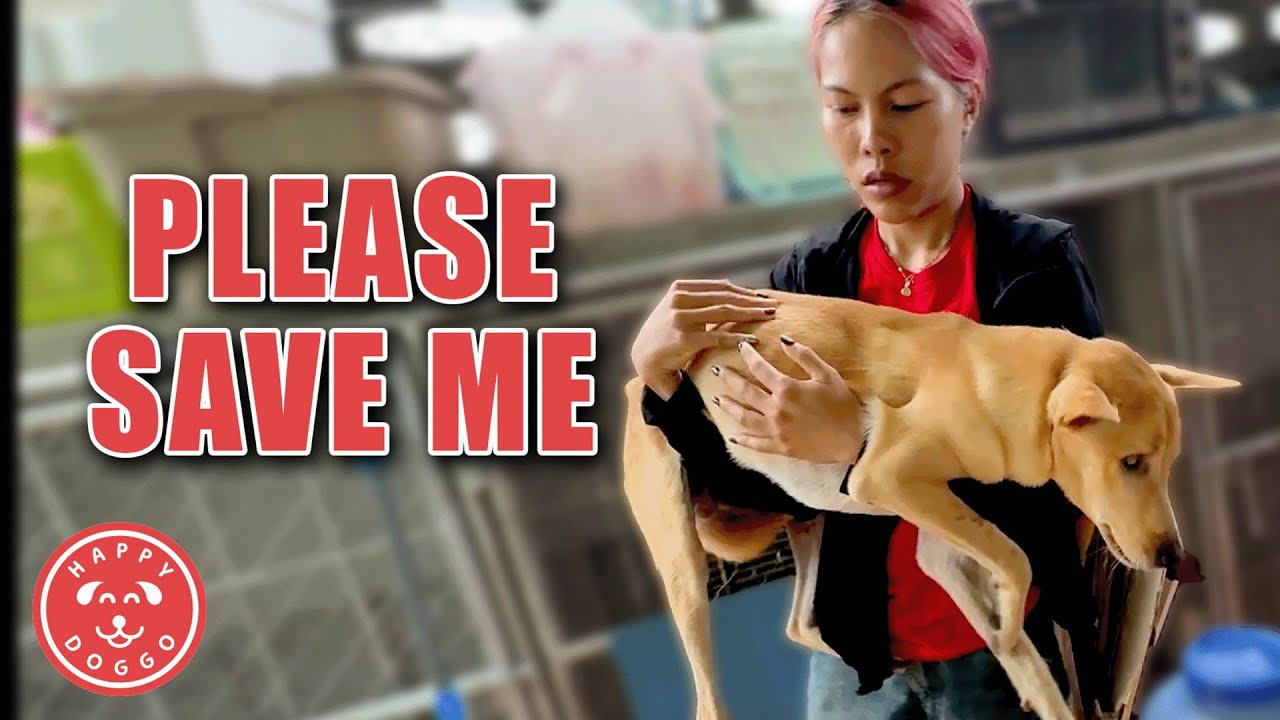We Have 48 Hours to Save This Street Dog - YouTube