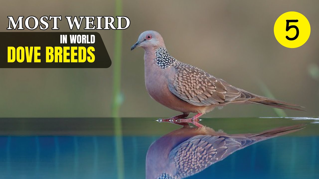 Most Weird Dove Breeds In The World | Wild Whim - YouTube
