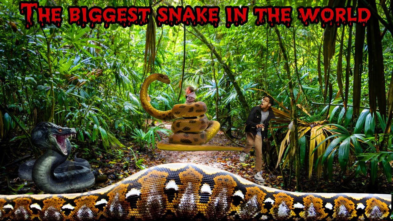 What are the characteristics of the world's largest snake?anaconda ...