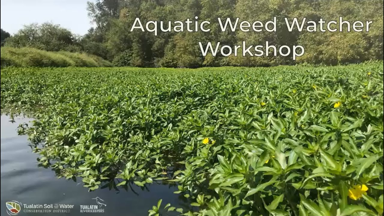 Aquatic Weed Watchers - YouTube