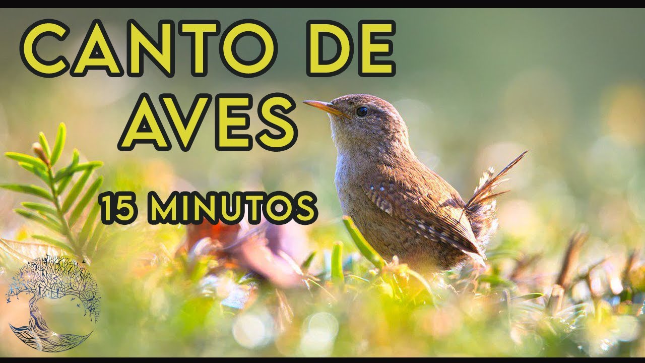 15 Minutes of Bird Singing - 15 Minutos de Canto de aves - YouTube