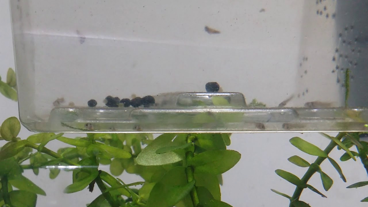 Panda Cory fry (new batch) - YouTube