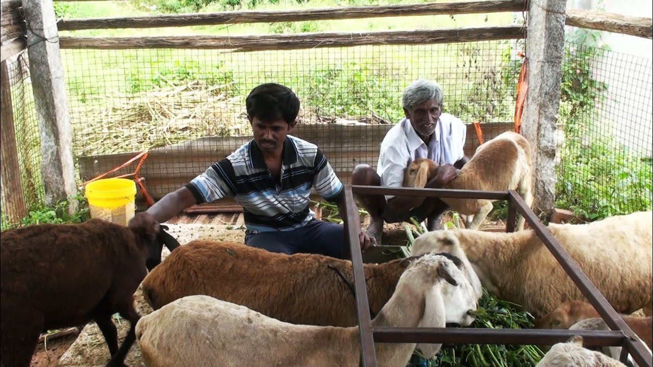 Small scale sheep farming at Huluvangala - YouTube