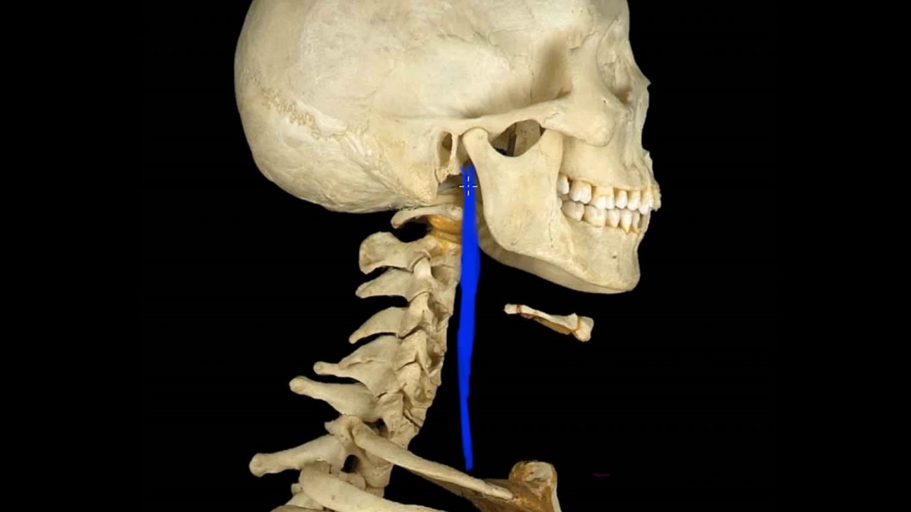 Faringe: Irrigación, inervación, drenaje venoso - YouTube