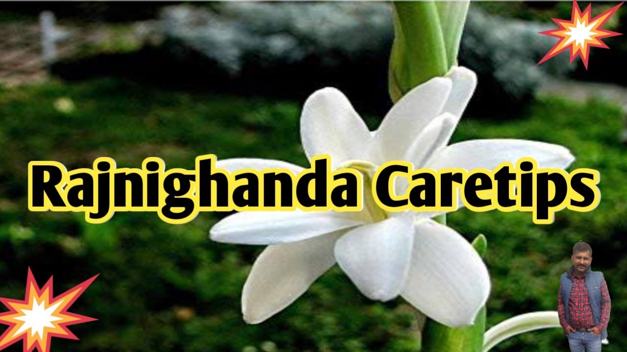 rajnigandha flower,rajnigandha flower plant care| #tuberoseflower # ...