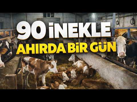 90 İNEKLE AHIRDA BİR GÜN! Kars’ta -30 Derecede Hayvancılık Yapmak!