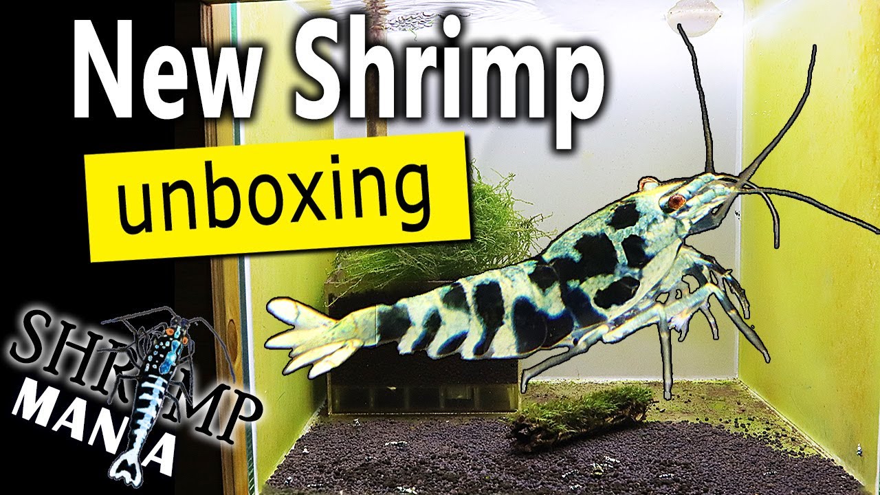 Amazing GALAXY TIGER SHRIMP unboxing! Shrimp Mania channel update - YouTube